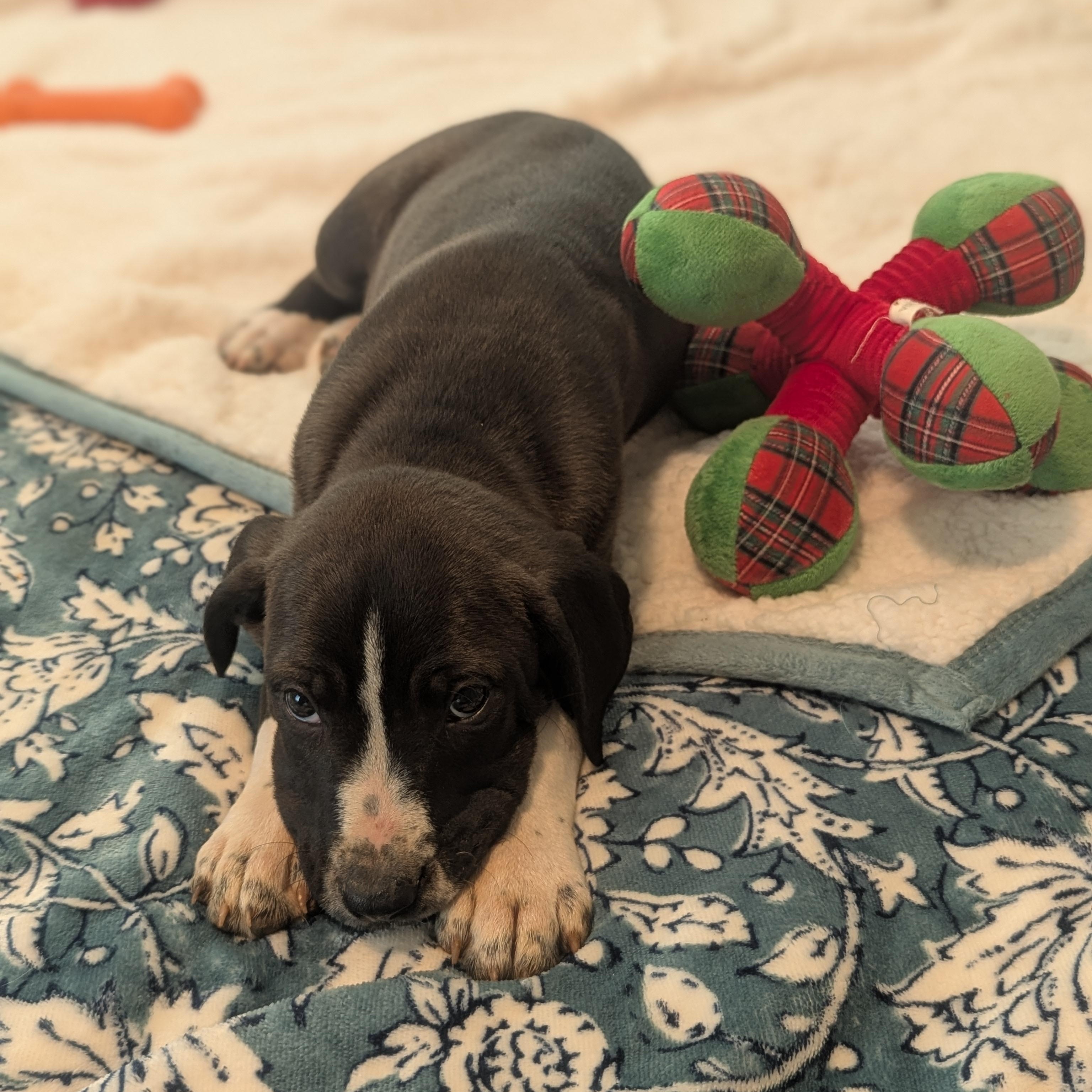 Dog for adoption - Merlin, a Black Labrador Retriever & German ...