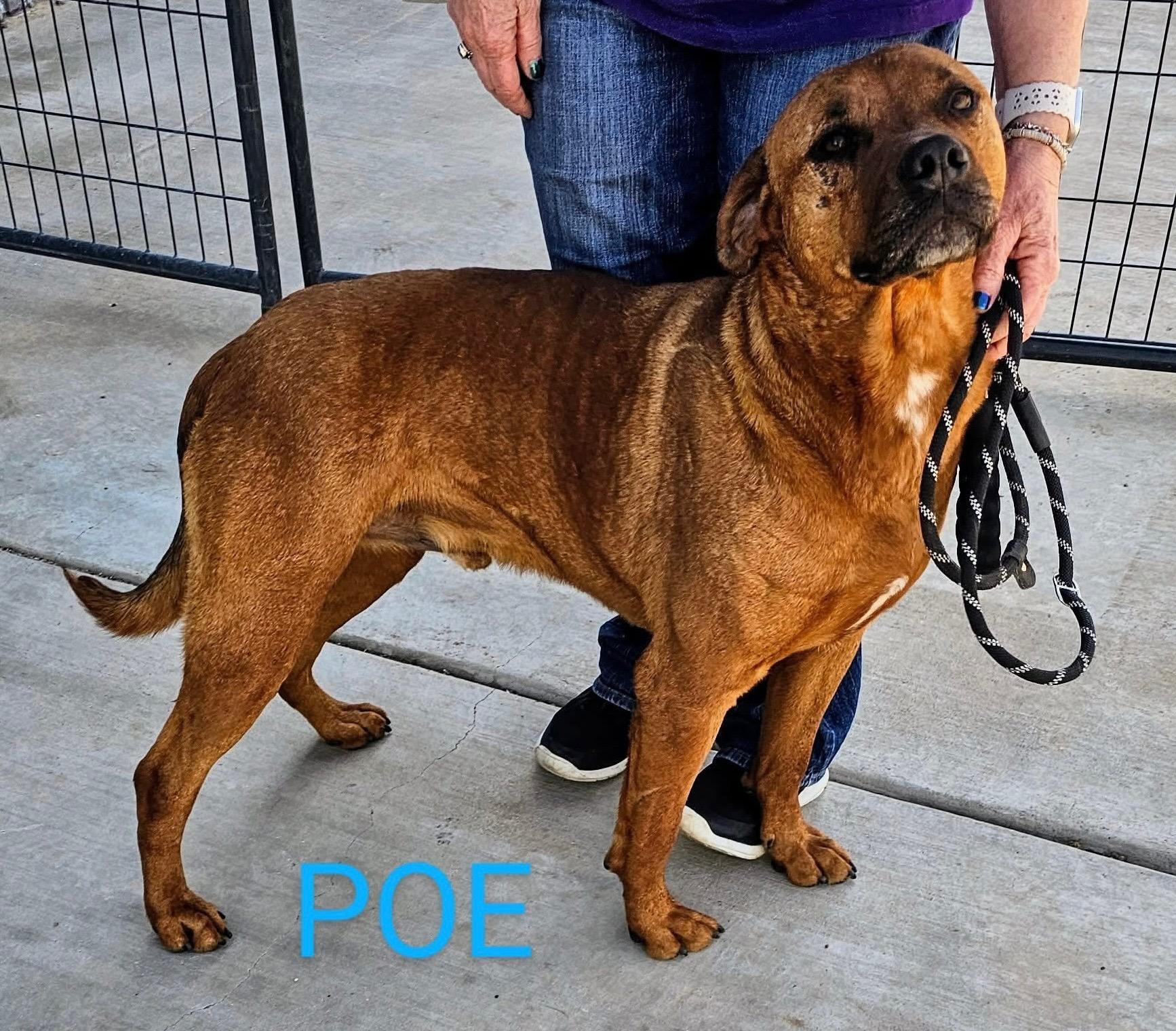 Dog for adoption - Poe, a Mixed Breed in Indianapolis, IN | Petfinder