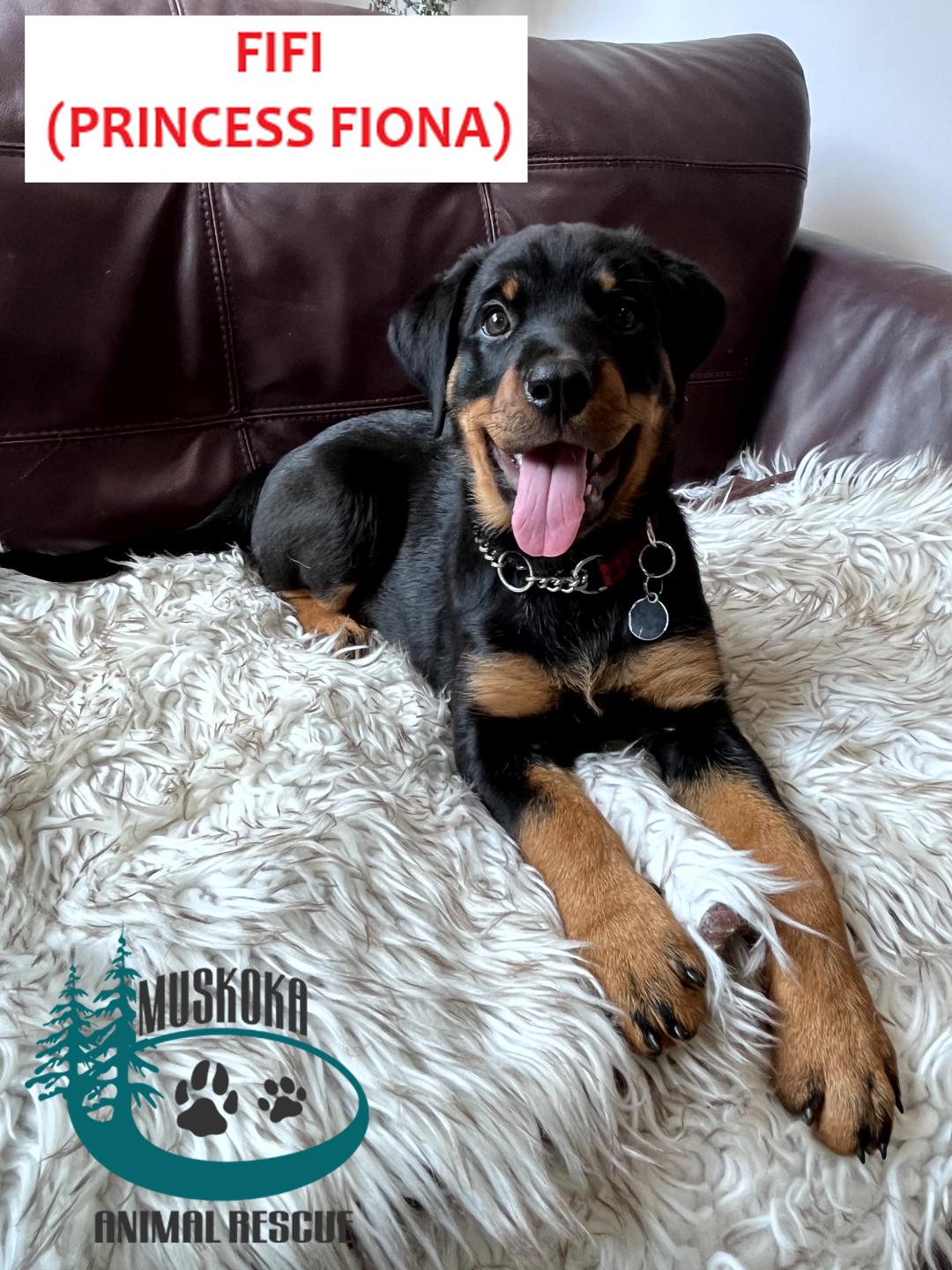 Dog for adoption - Princess Fiona aka Fifi!, a Rottweiler in Huntsville ...