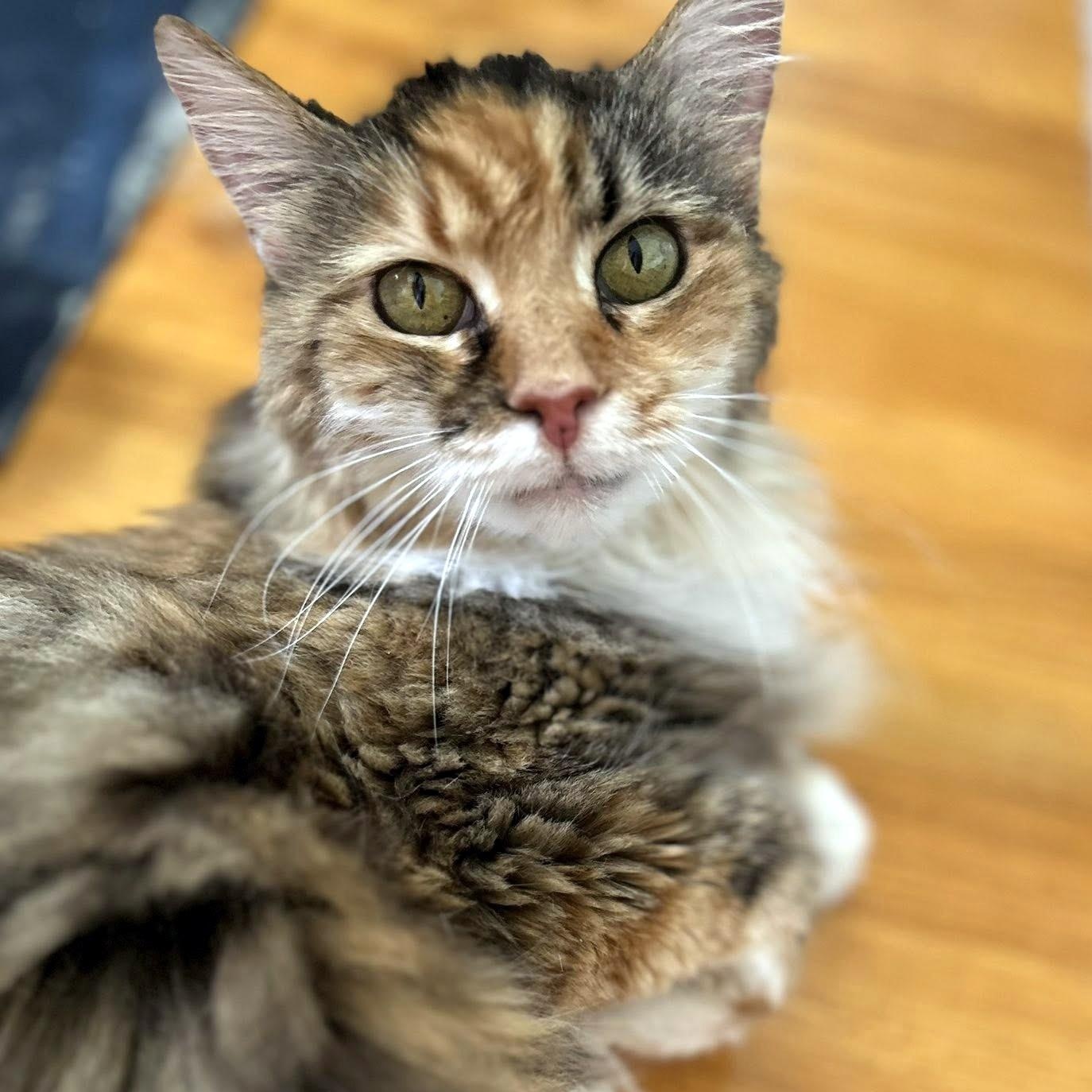 Cat for adoption - Tapioca, a Domestic Long Hair in Pittsburgh, PA ...