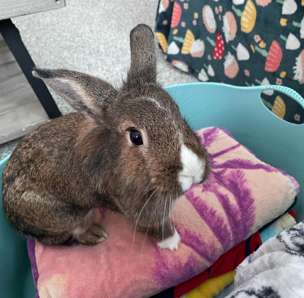 Rabbit for adoption - Jules, a Lionhead & American Fuzzy Lop Mix in Los ...