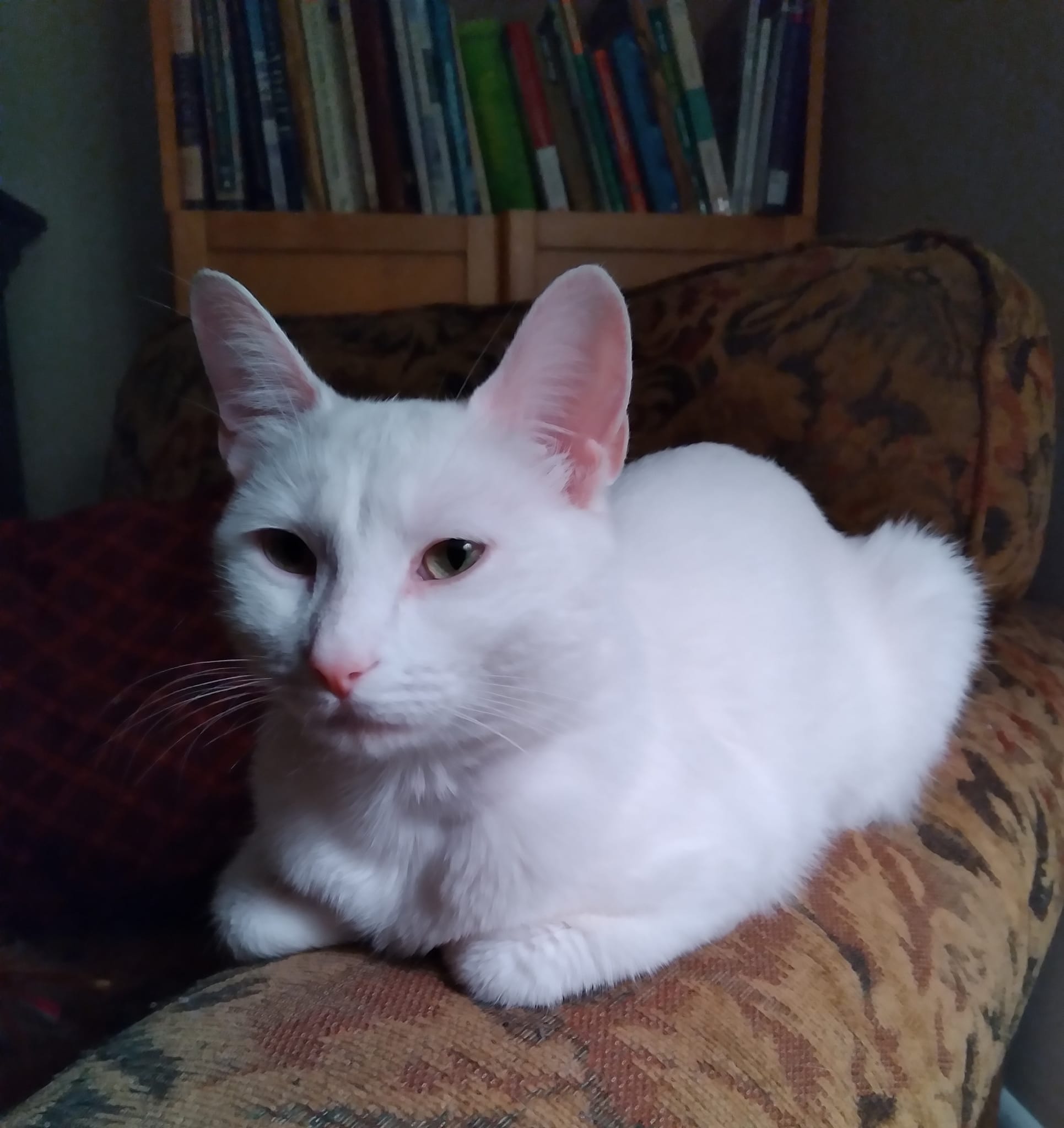 Cat for adoption - Zebby, a Domestic Short Hair in Hamilton, ON | Petfinder