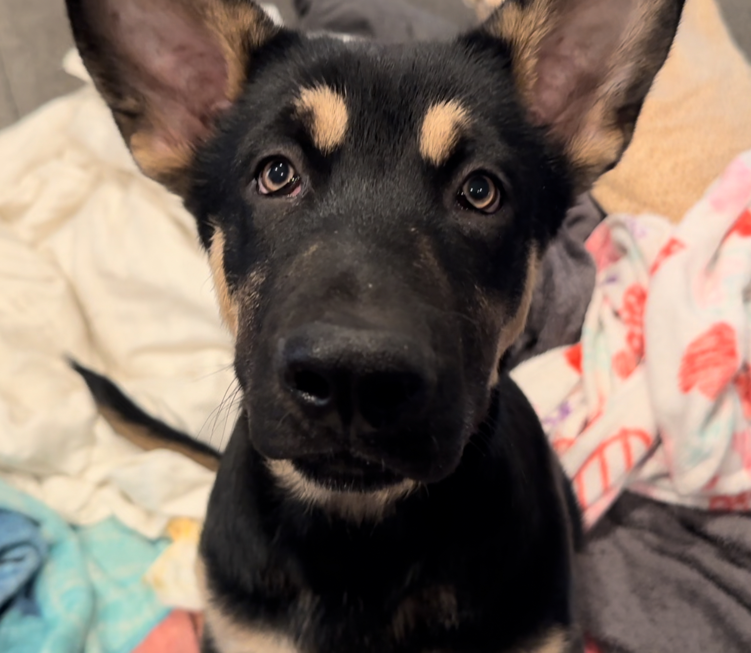 Dog for adoption - Whiskey, a German Shepherd Dog & Husky Mix in ...