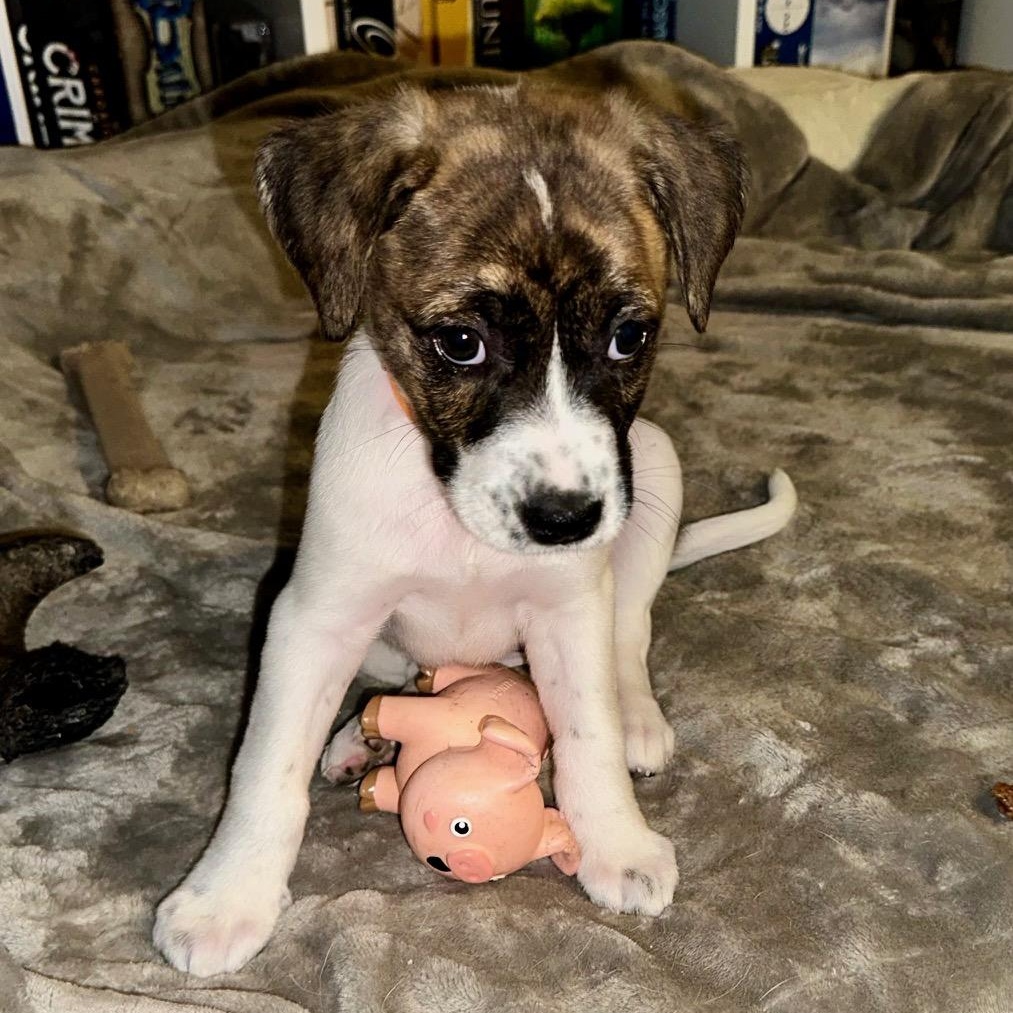 Dog for adoption - Imani, a Mixed Breed in Richmond, VA | Petfinder