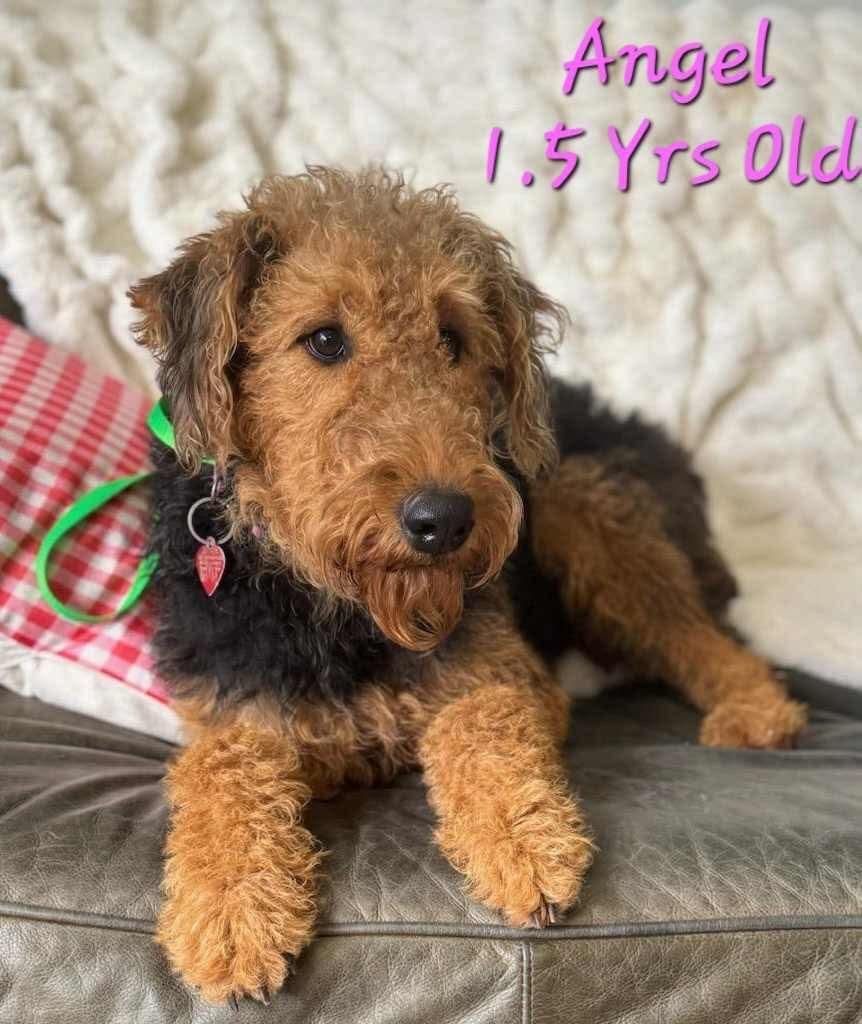 Dog for adoption - Angel, an Airedale Terrier in Walker, LA | Petfinder