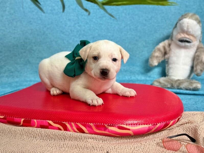 Dog for adoption - Decker Dean Dixie, a Labrador Retriever & Chihuahua ...