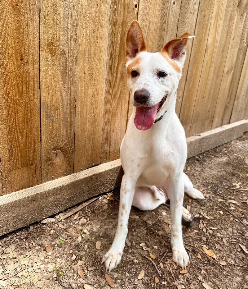 Dog for adoption - Ranchito Dorito the most chill dude!, a Labrador ...