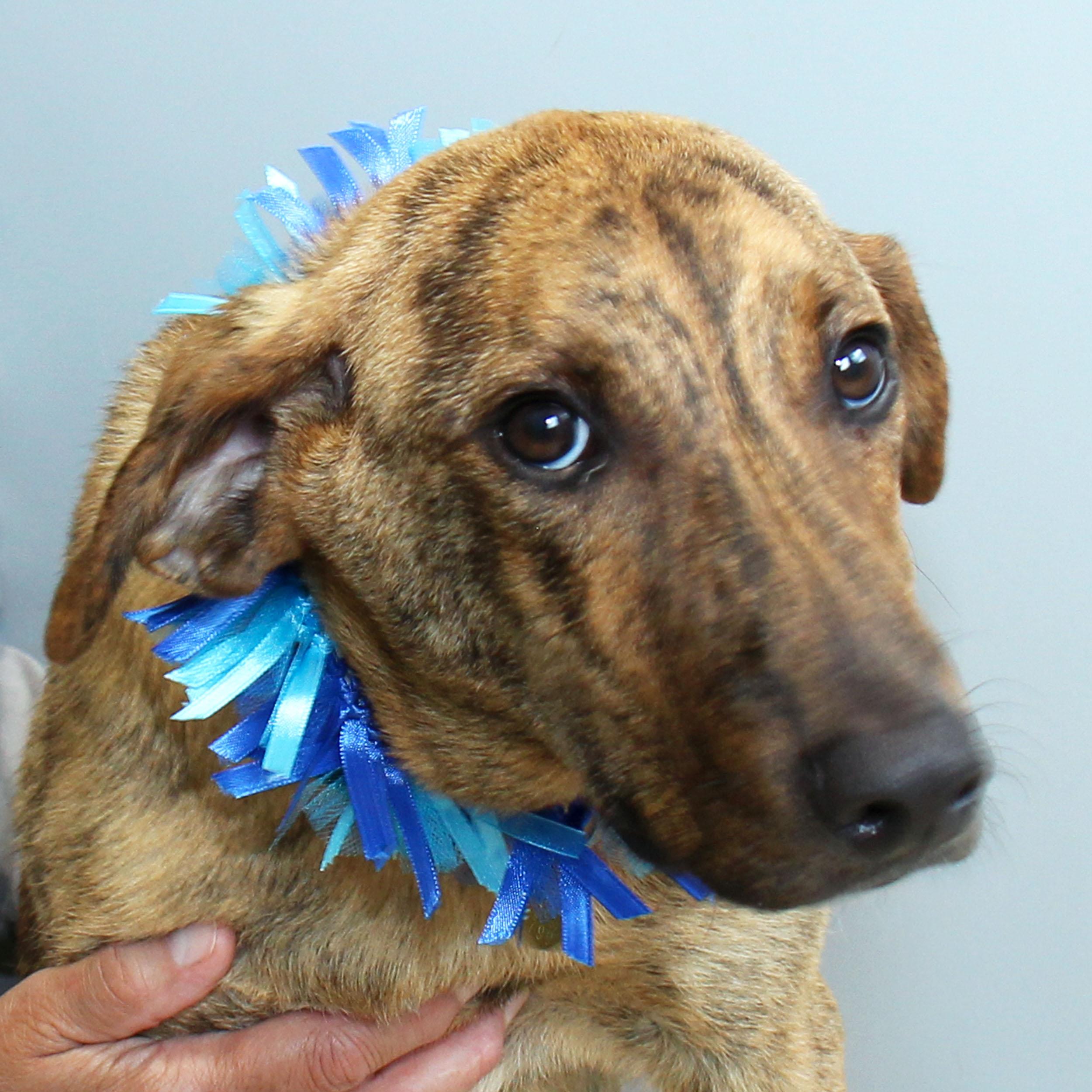 Dog for adoption - Jimmy Neutron, a Mixed Breed in Lansing, MI | Petfinder