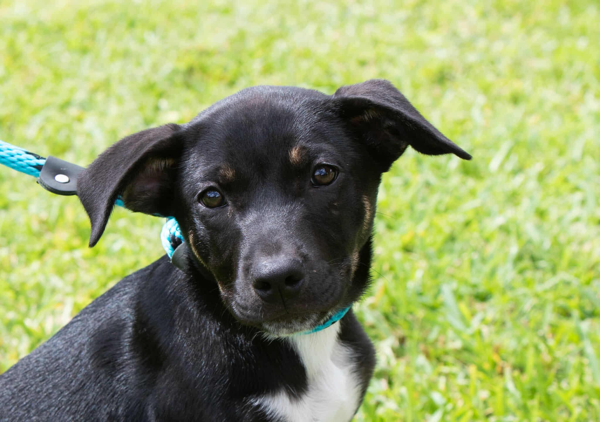 Dog for adoption - Winnie, a Labrador Retriever & Australian Cattle Dog ...