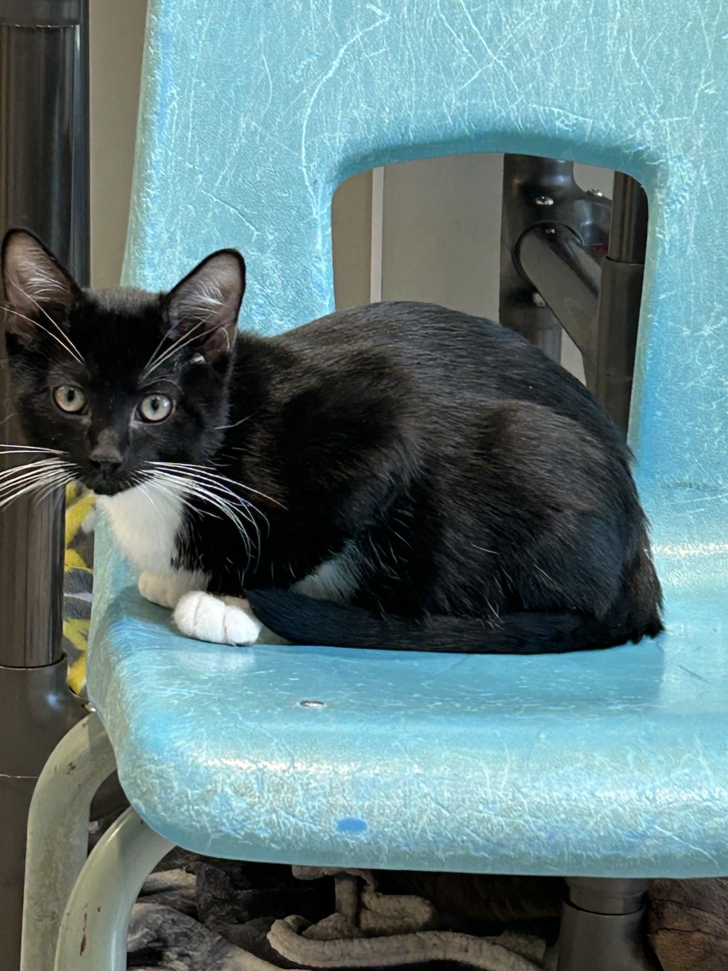 Cat for adoption - Coco Puff, a Domestic Short Hair in Hamilton, MT ...