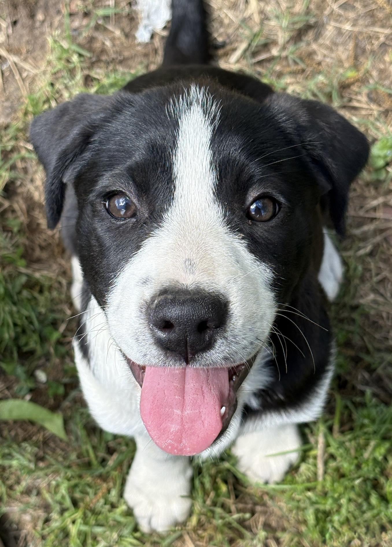 Dog for adoption - Kelly, a Border Collie Mix in Calera, AL | Petfinder