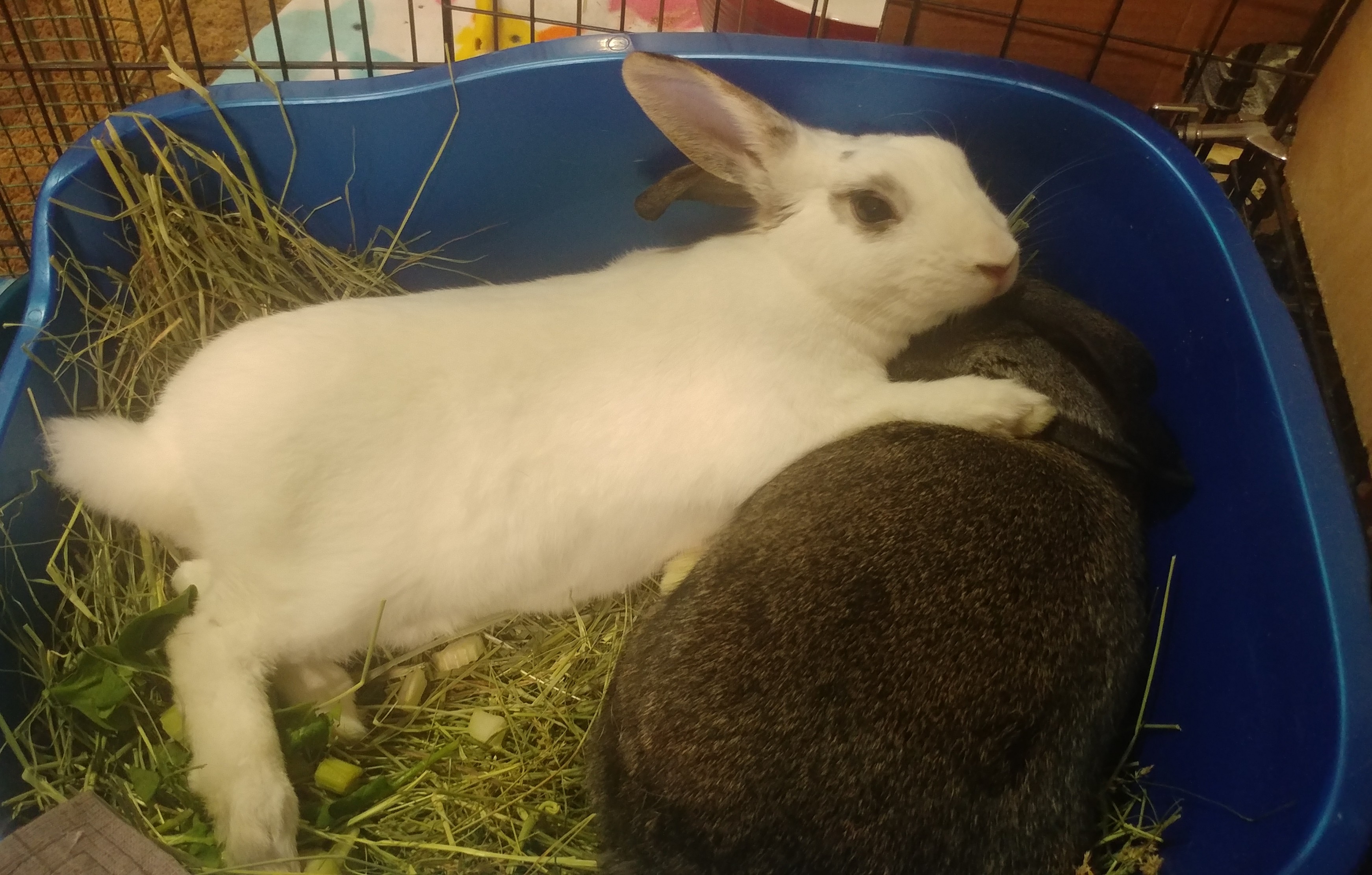 Rabbit for adoption - Puffin & Puffle, a Bunny Rabbit in Lake Elsinore ...