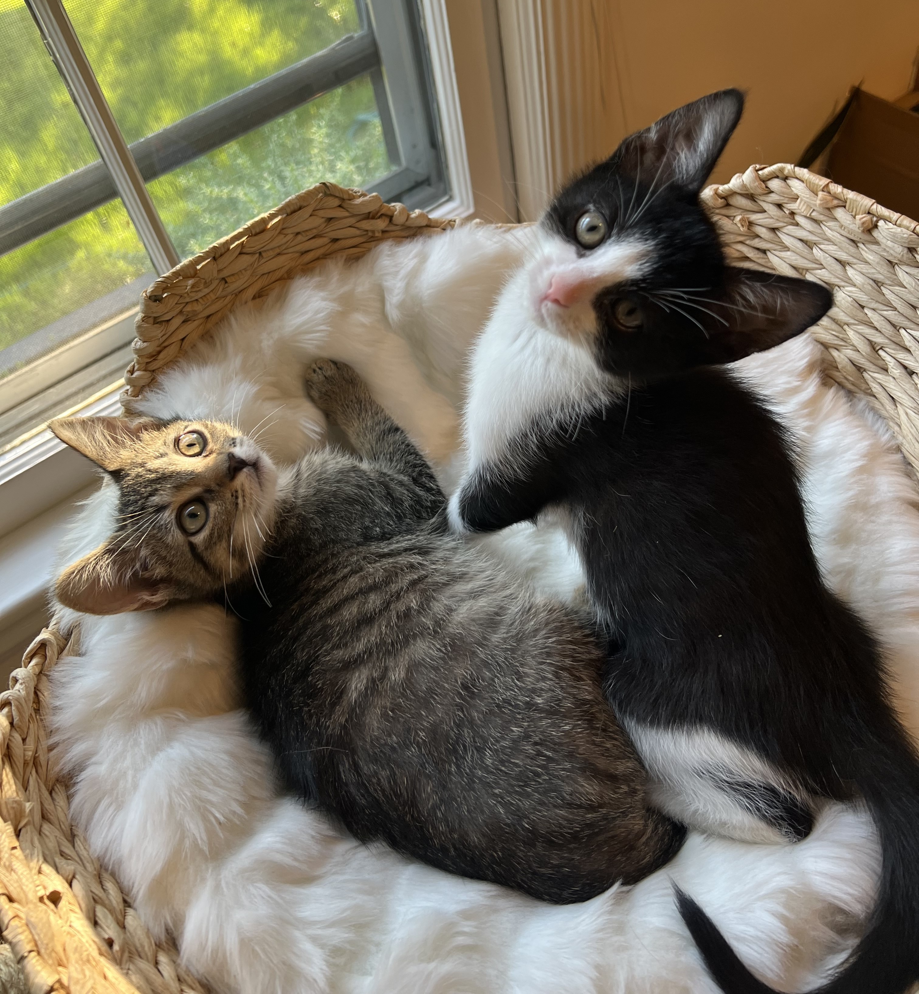 Cat for adoption - Neiman & Marcus-Special Adoption Rate!, a Domestic Short Hair in Laurel, MD ...