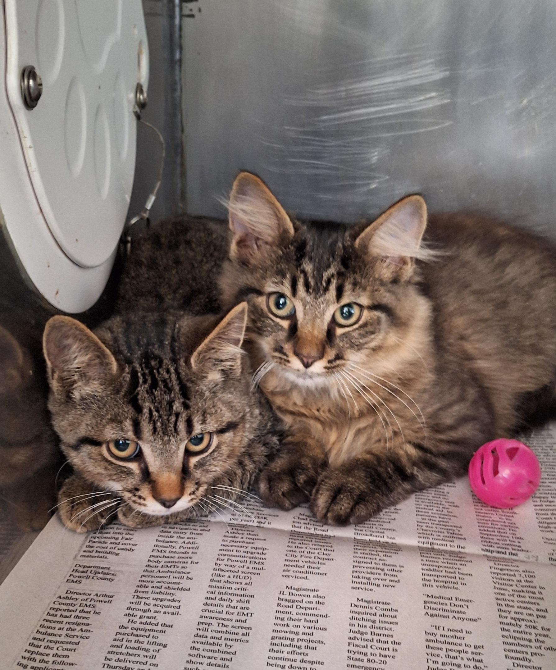 Cat for adoption - Fall Gems - Males, a Tabby & Maine Coon Mix in ...