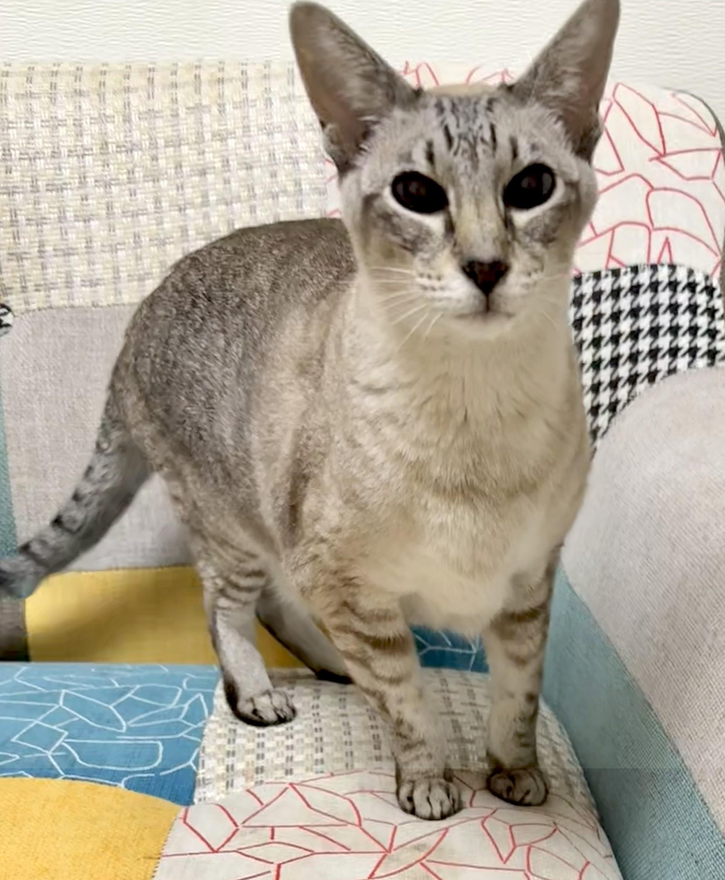 Cat for adoption - Blue, a Siamese in Miller Beach, IN | Petfinder