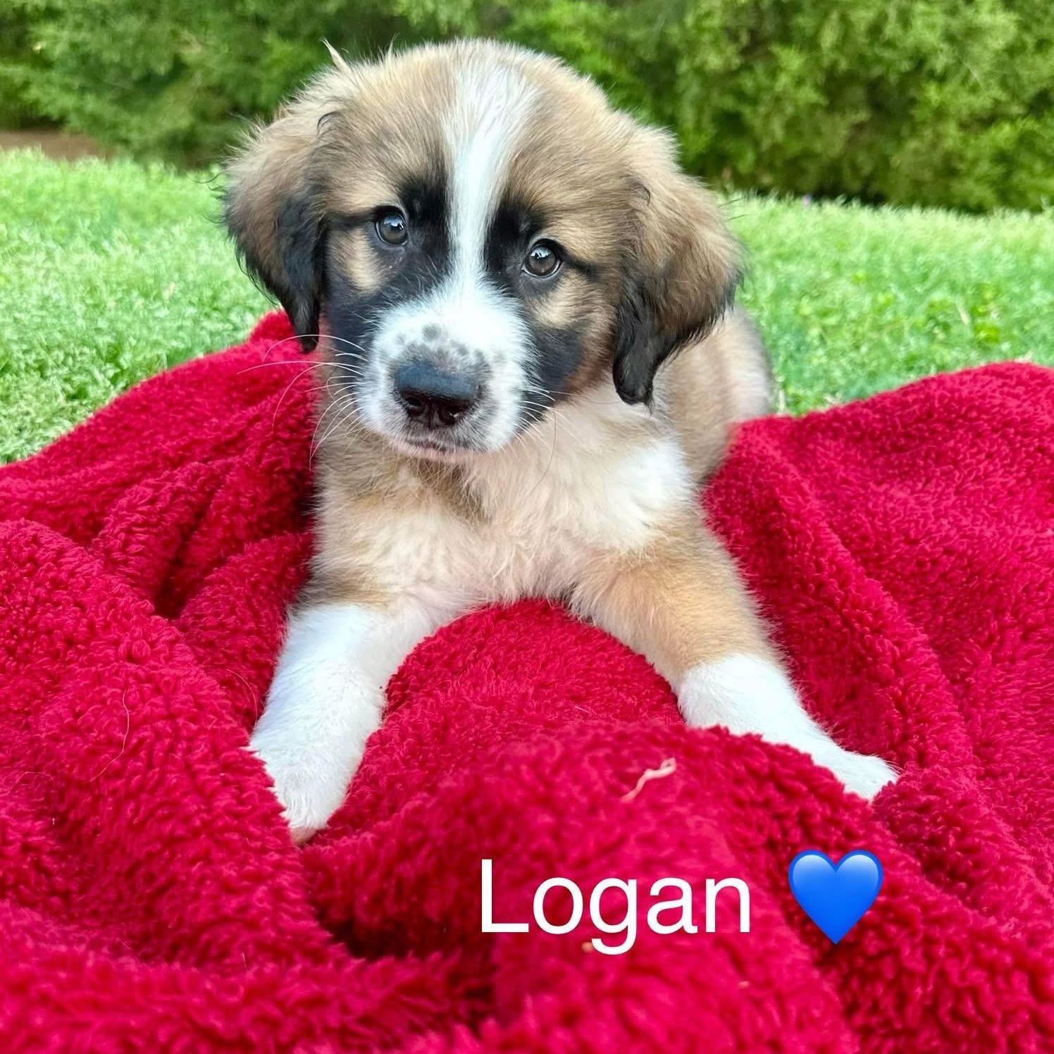 Dog for adoption - Logan, an Australian Shepherd Mix in Rockwall, TX ...