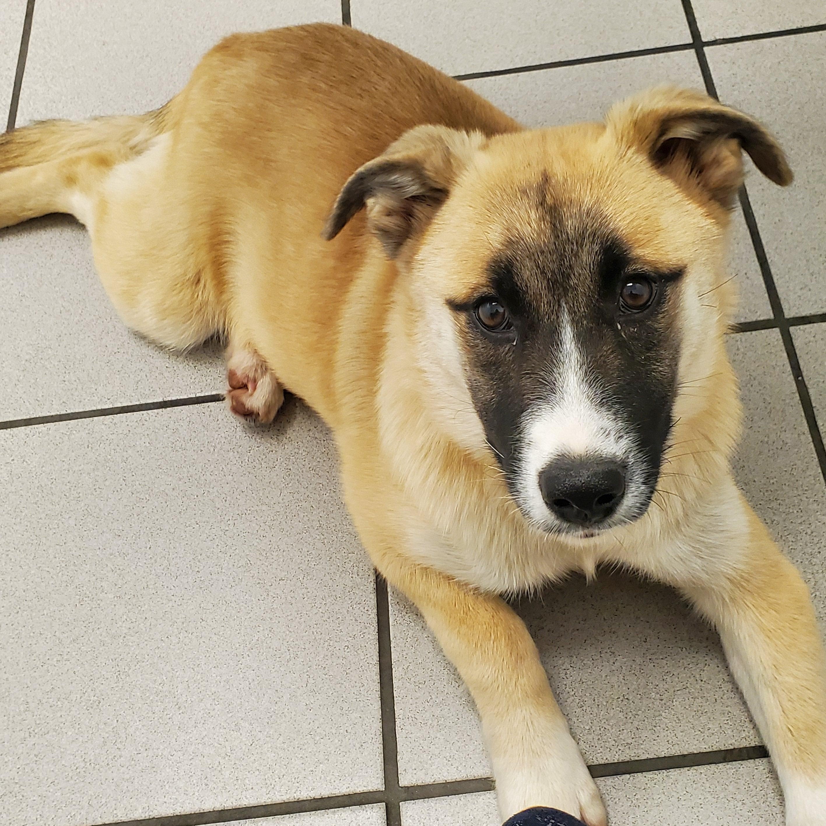 Dog for adoption - Boe, a Mixed Breed in Raleigh, NC | Petfinder