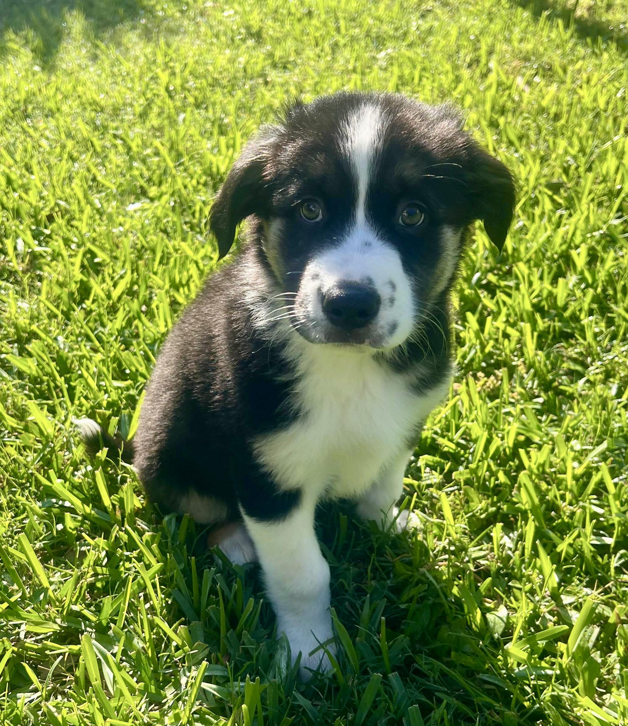 Dog for adoption - Romeo, a Border Collie Mix in Tumwater , WA | Petfinder