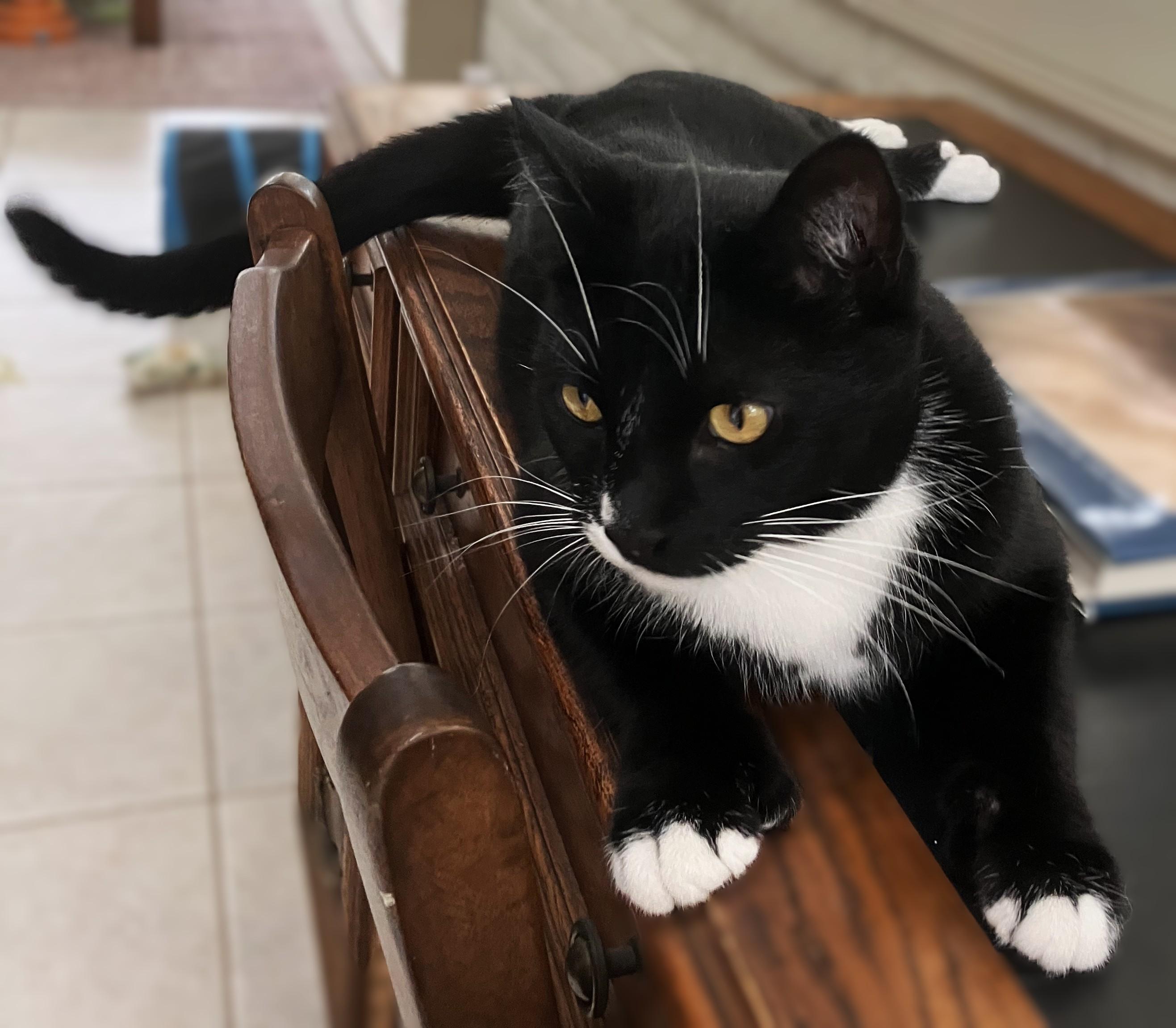 Cat for adoption - Hopper, an Extra-Toes Cat / Hemingway Polydactyl in ...