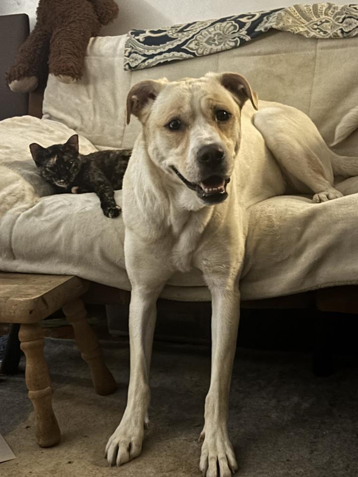 Dog for adoption - Kala, a Labrador Retriever & Yellow Labrador ...