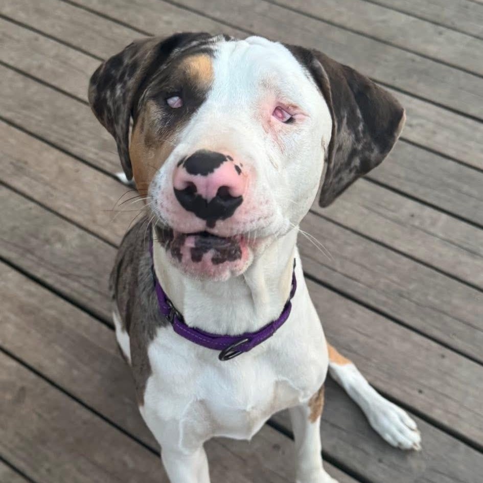 Dog for adoption - Mister Pluto, a Catahoula Leopard Dog Mix in Orland Park, IL | Petfinder