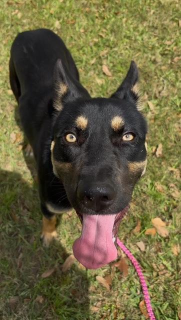 Dog for adoption - Vanilla (154915), a German Shepherd Dog Mix in Baton ...