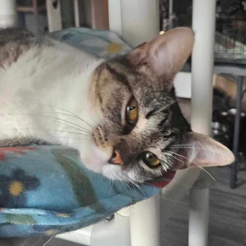 Cat for adoption - Riley (Sweet Girl), a Domestic Short Hair in ...