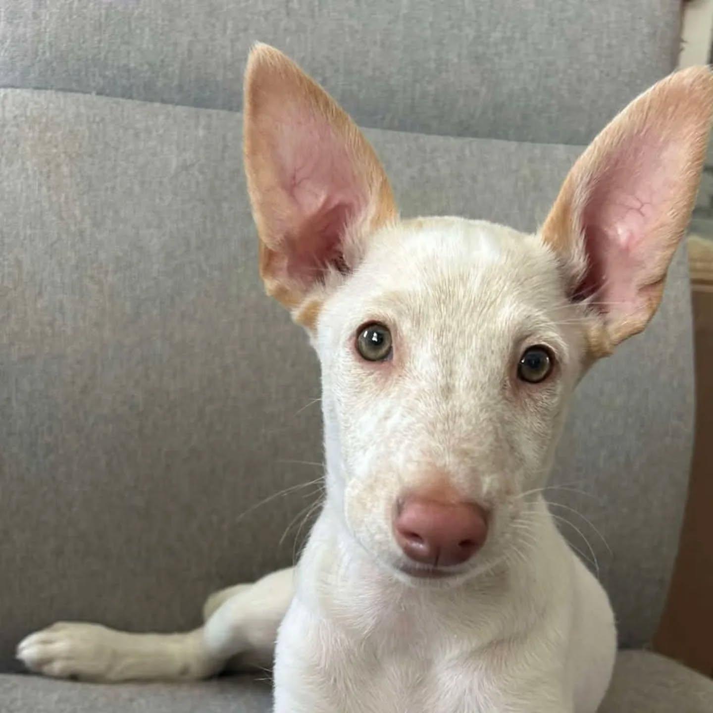 Dog for adoption - Frankie, a Portuguese Podengo in HANSON, MA | Petfinder