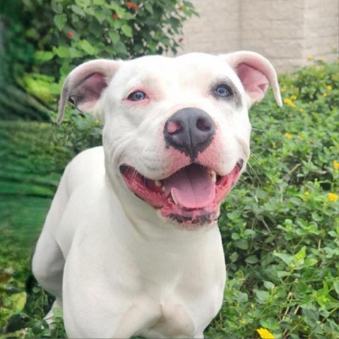Dog for adoption - Aspen PF, a Pit Bull Terrier in Waukesha , WI ...