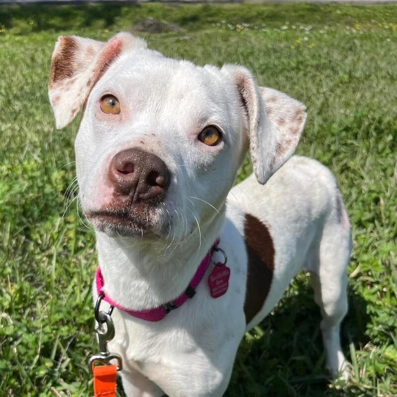 Dog for adoption - Charlotte Starlet Loves Animals, a Pit Bull Terrier ...