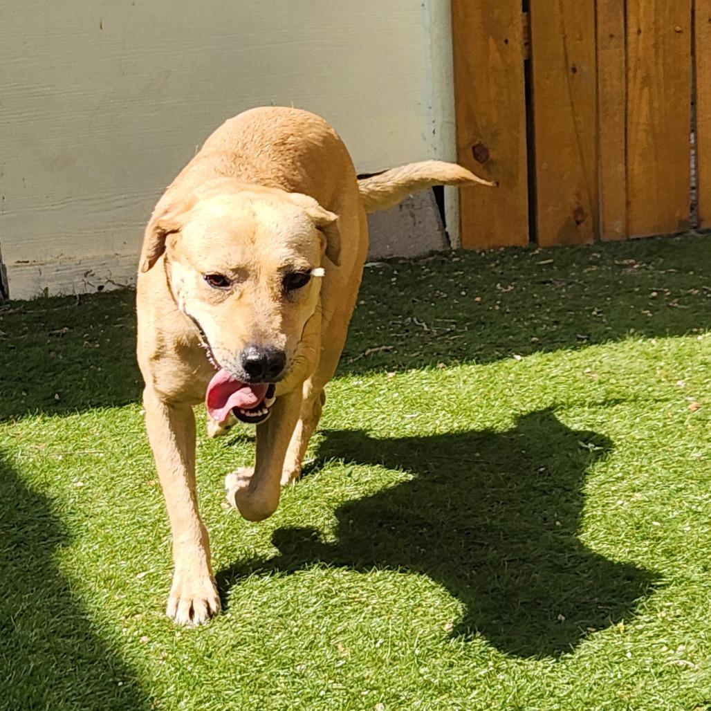 Dog for adoption - Feather JuM, a Yellow Labrador Retriever & Hound Mix ...