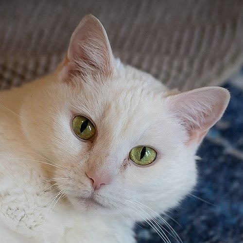 Cat for adoption - SNOWBALL, a Domestic Short Hair in Sequim, WA ...