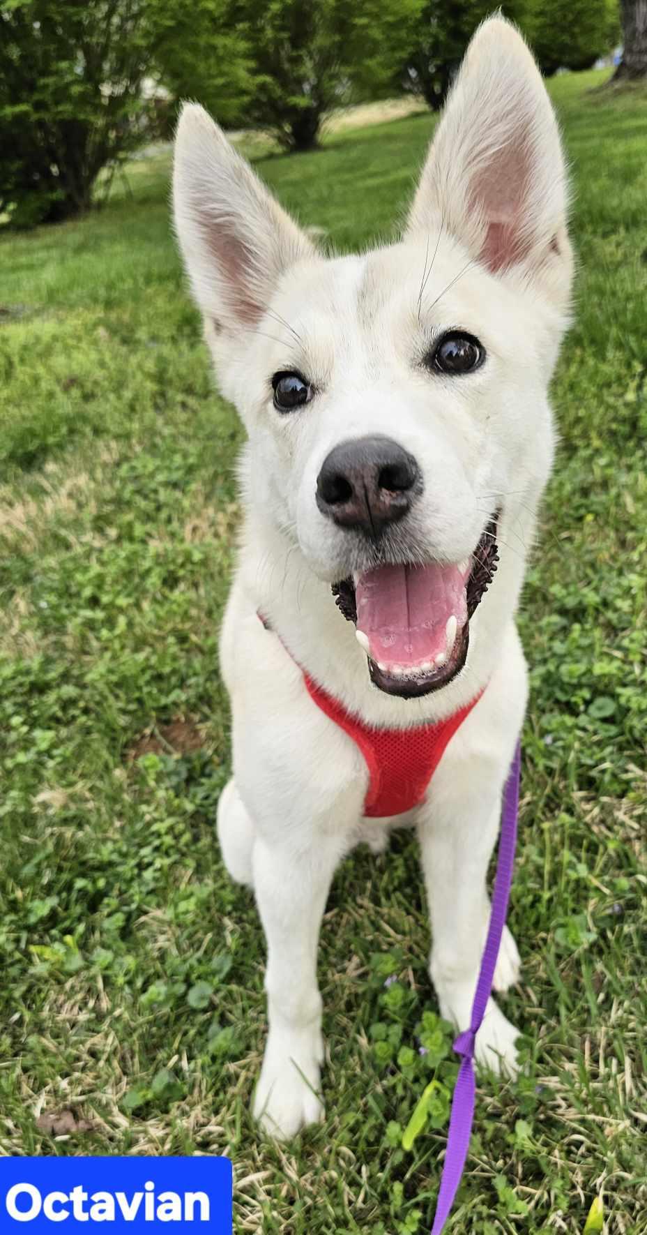 Dog for adoption - Octavian (5mo PUPPY), a German Shepherd Dog & Husky ...