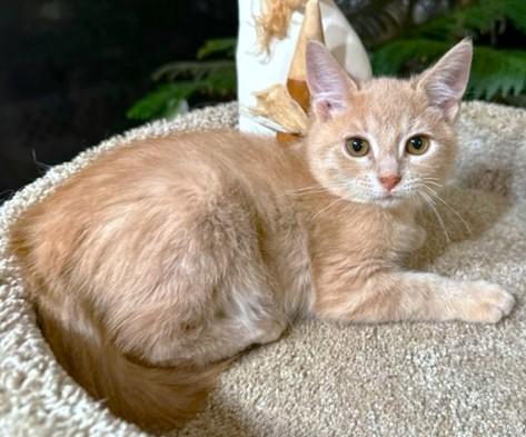 Cat for adoption - HEAT MISER (PRE-ADOPTION), a Bengal in Danbury, CT ...