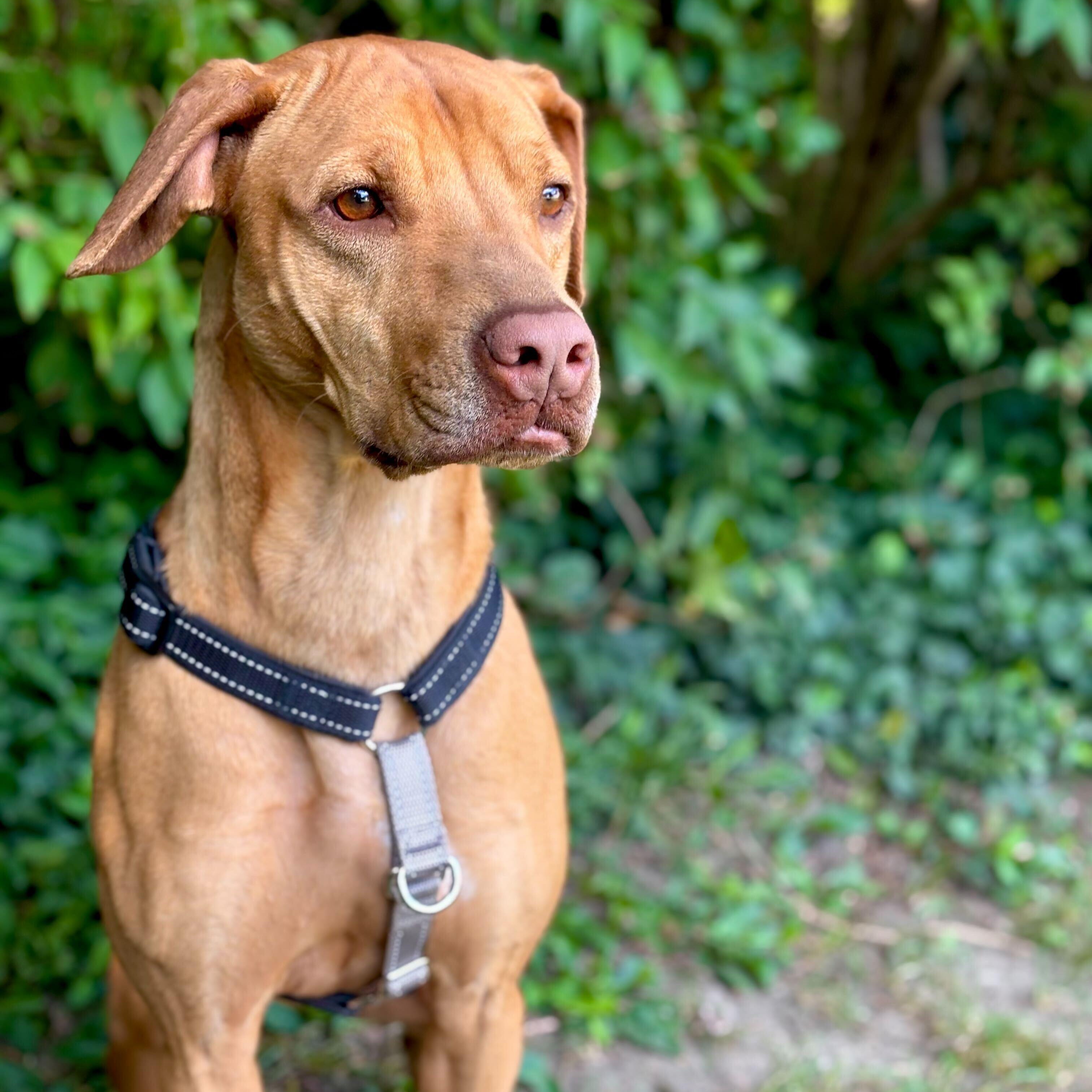 Dog for adoption - Megara, a Vizsla Mix in Indianapolis, IN | Petfinder