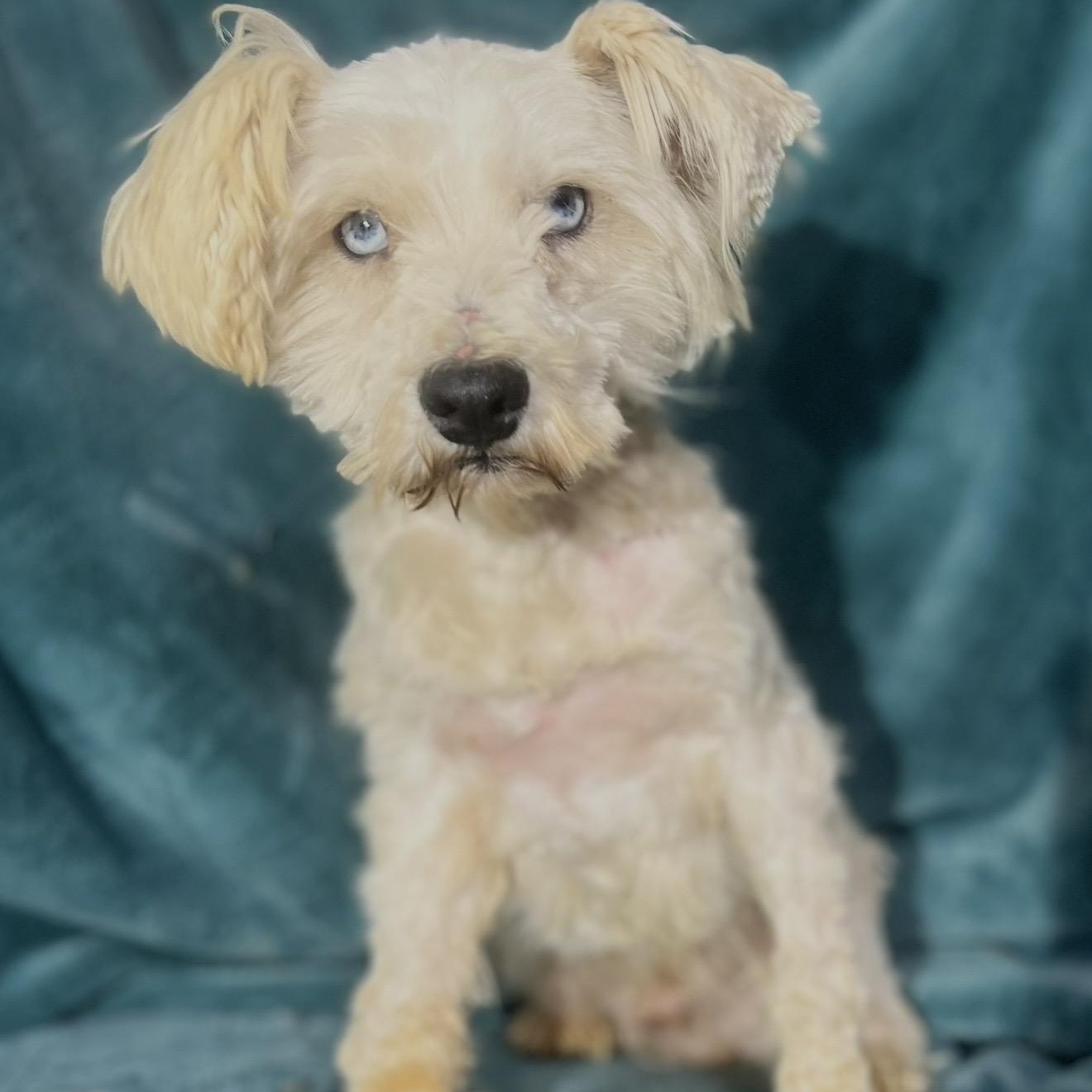 Mork - Adoptable Pet | Petfinder | Petfinder