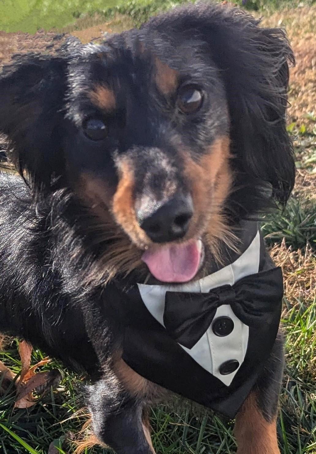 Dog for adoption - Tobi in PA, a Dachshund (Long Haired) in Hermitage ...