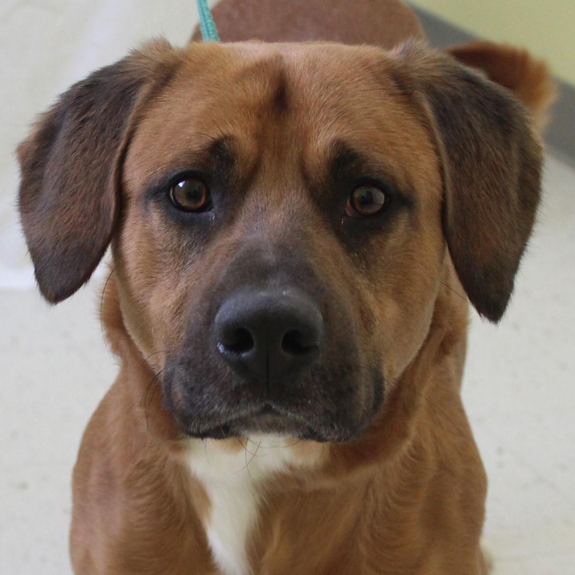 Dog for adoption - Redding, a Labrador Retriever & Boxer Mix in Eaton ...