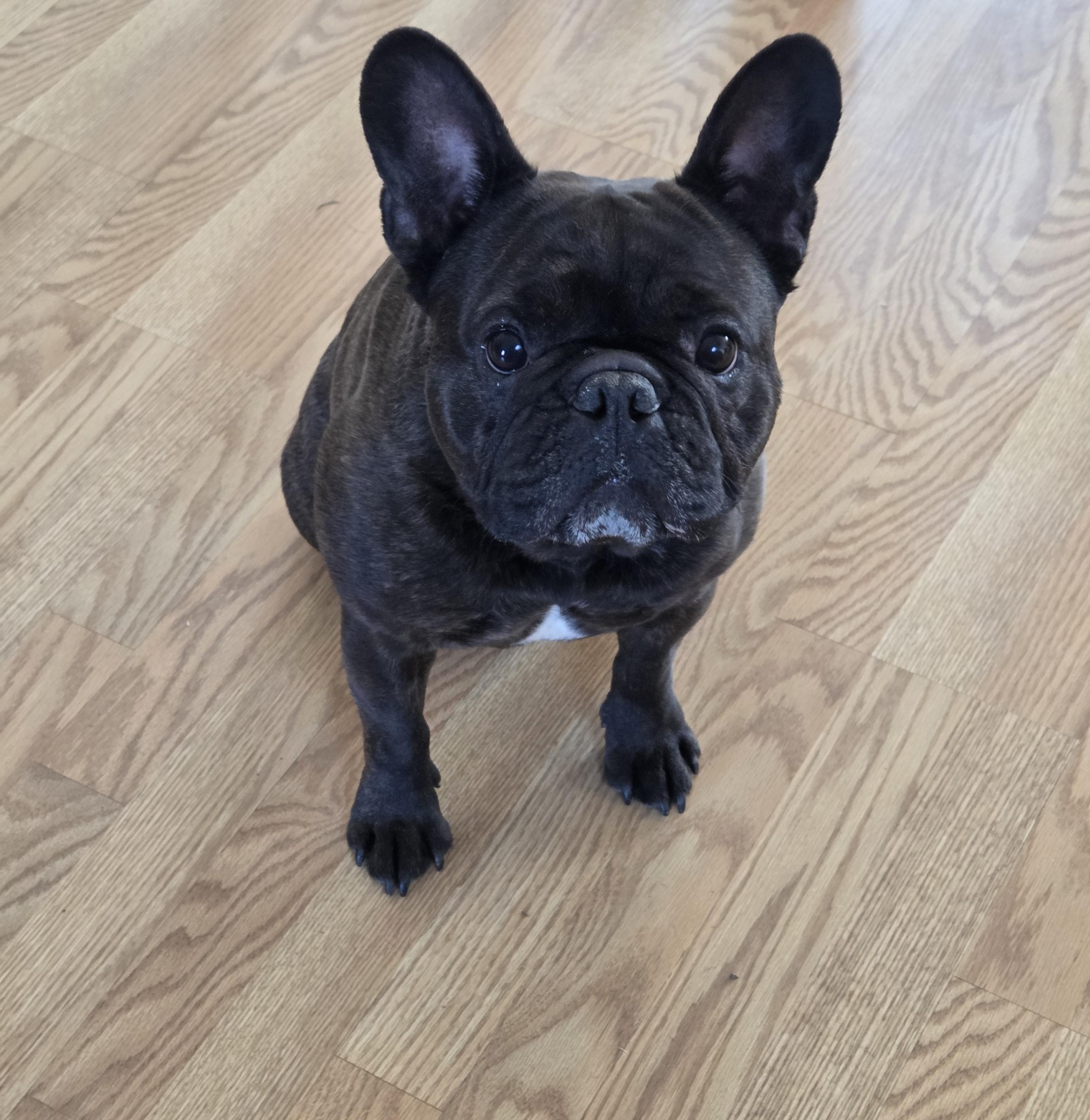 Dog for adoption - Milo, a French Bulldog in River Falls, WI | Petfinder
