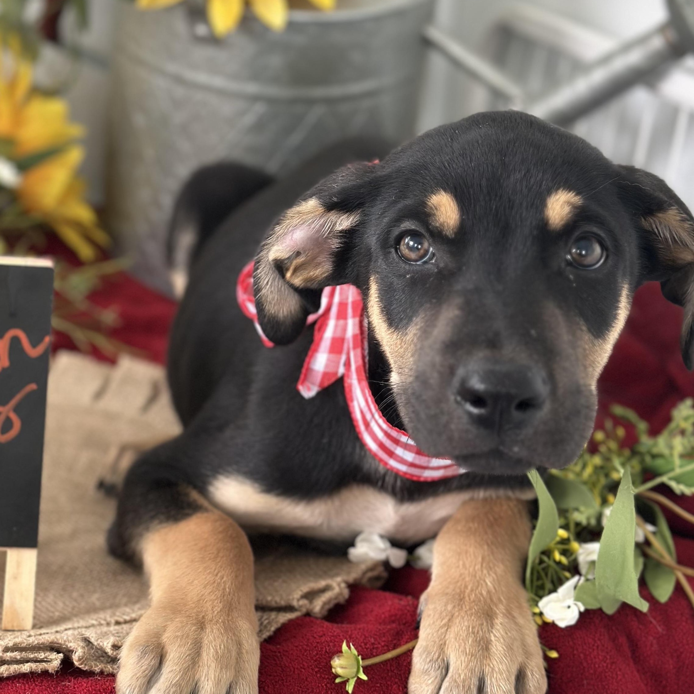 Dog for adoption - Caspian, a German Shepherd Dog Mix in Twin Falls, ID ...
