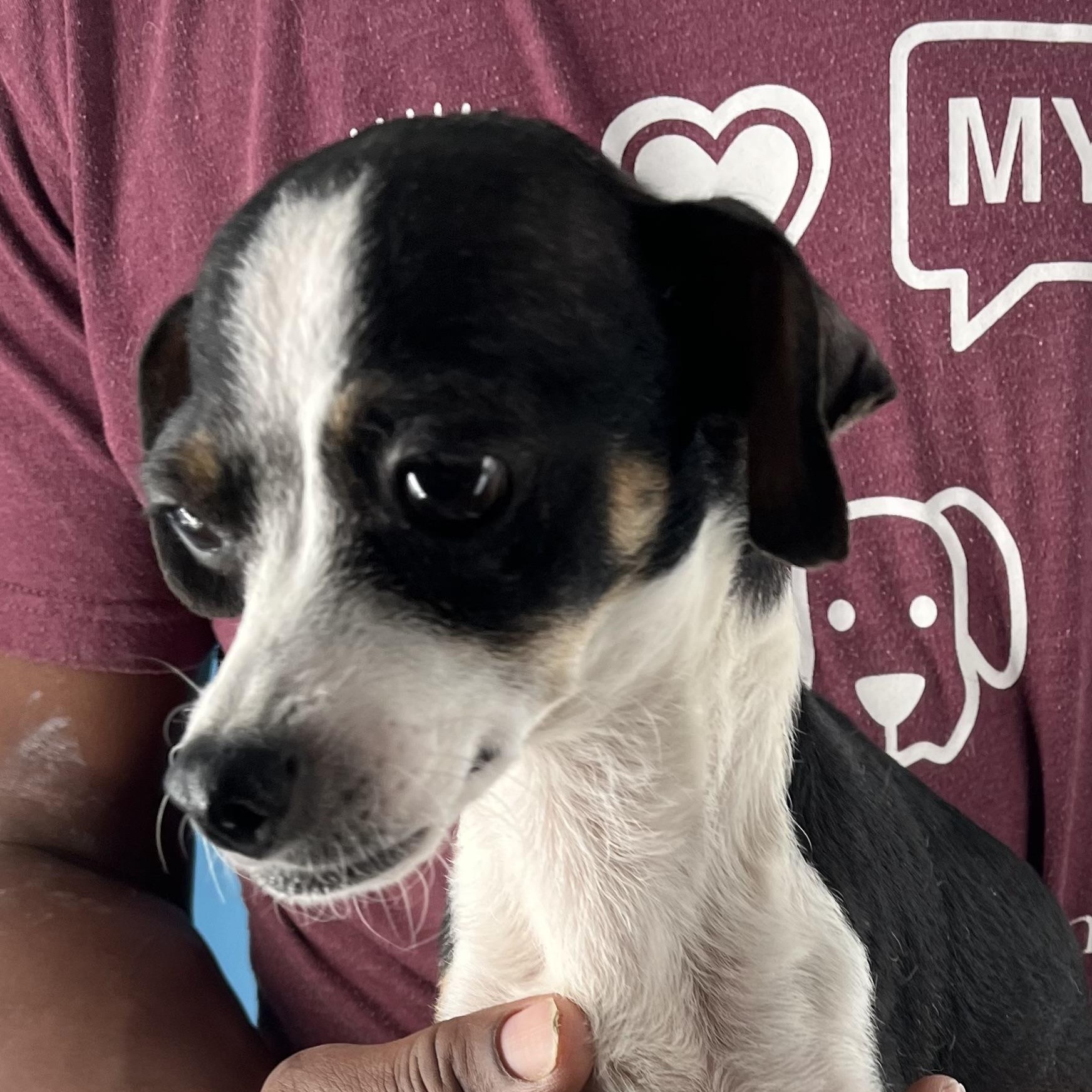 Dog for adoption - Frida - Local Dec 19-21, a Rat Terrier Mix in Happy ...