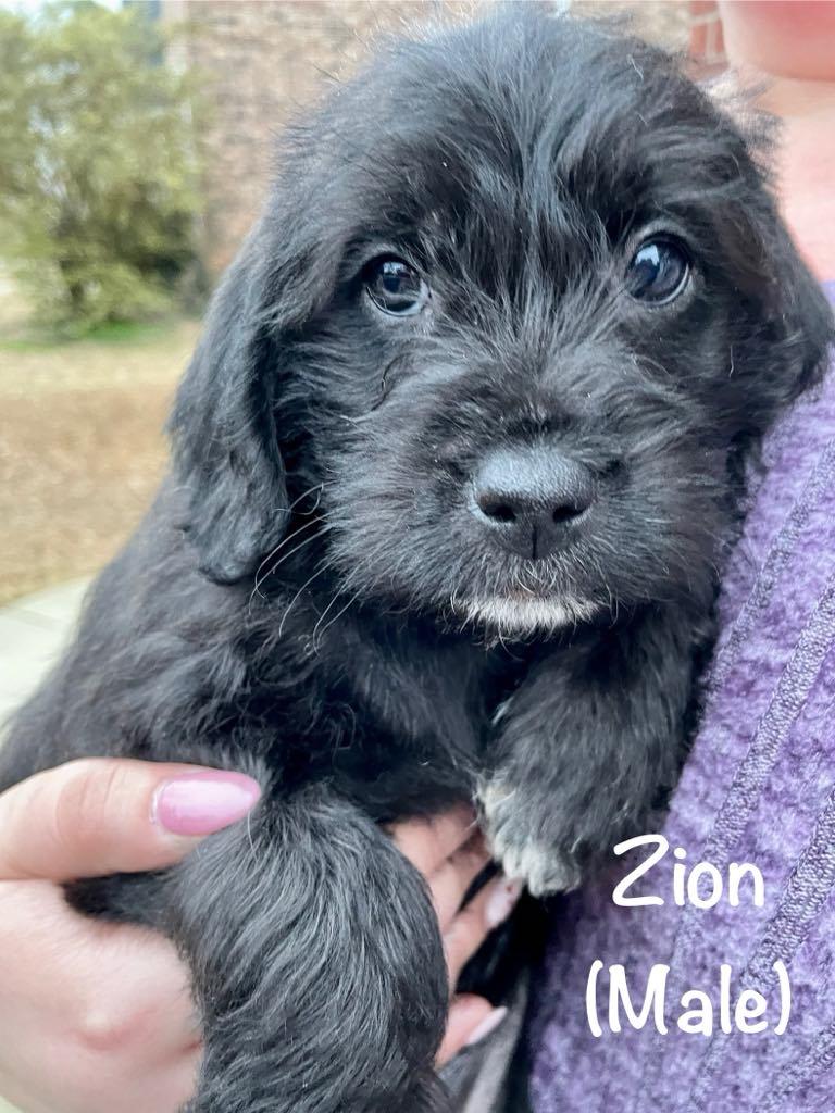 Dog for adoption - ZION, a Mixed Breed in Evans, GA | Petfinder