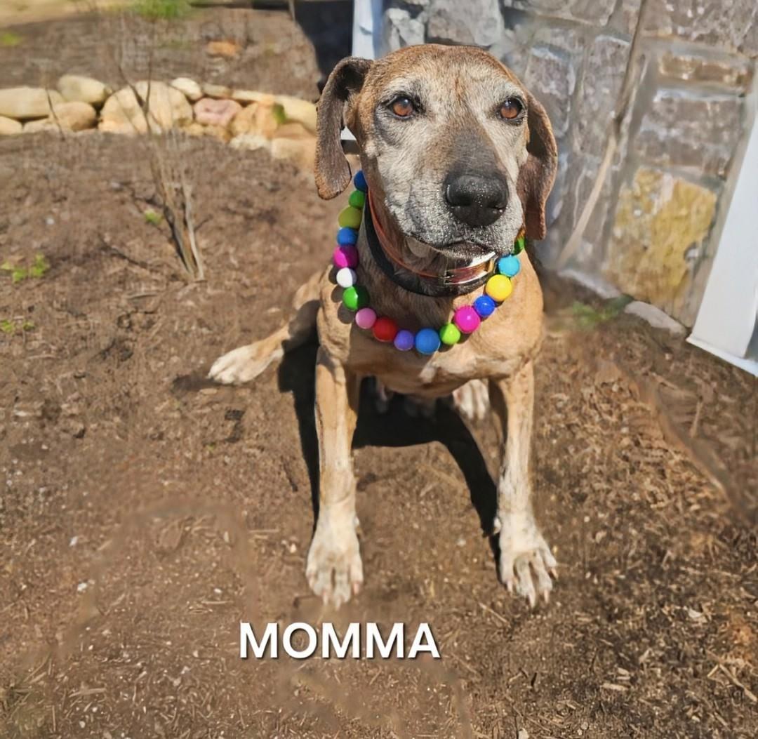 Dog for adoption - Momma, a Plott Hound Mix in Maryville, TN | Petfinder