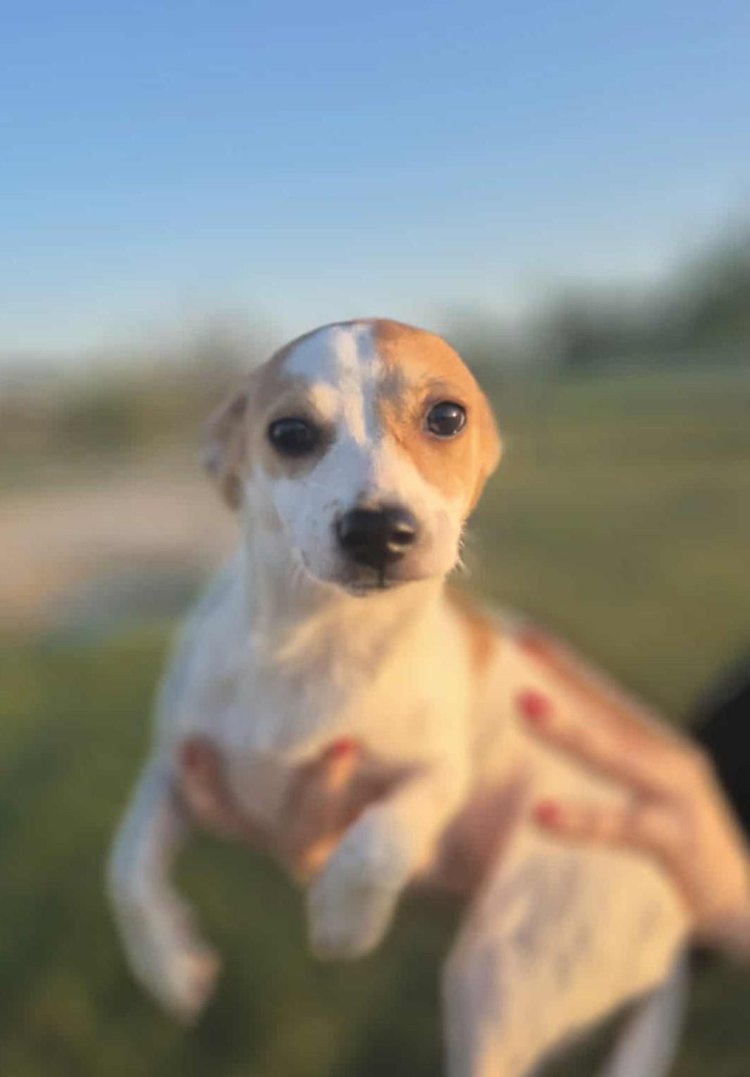 Dog for adoption - Mia, a Chihuahua & Terrier Mix in Sanger, TX | Petfinder
