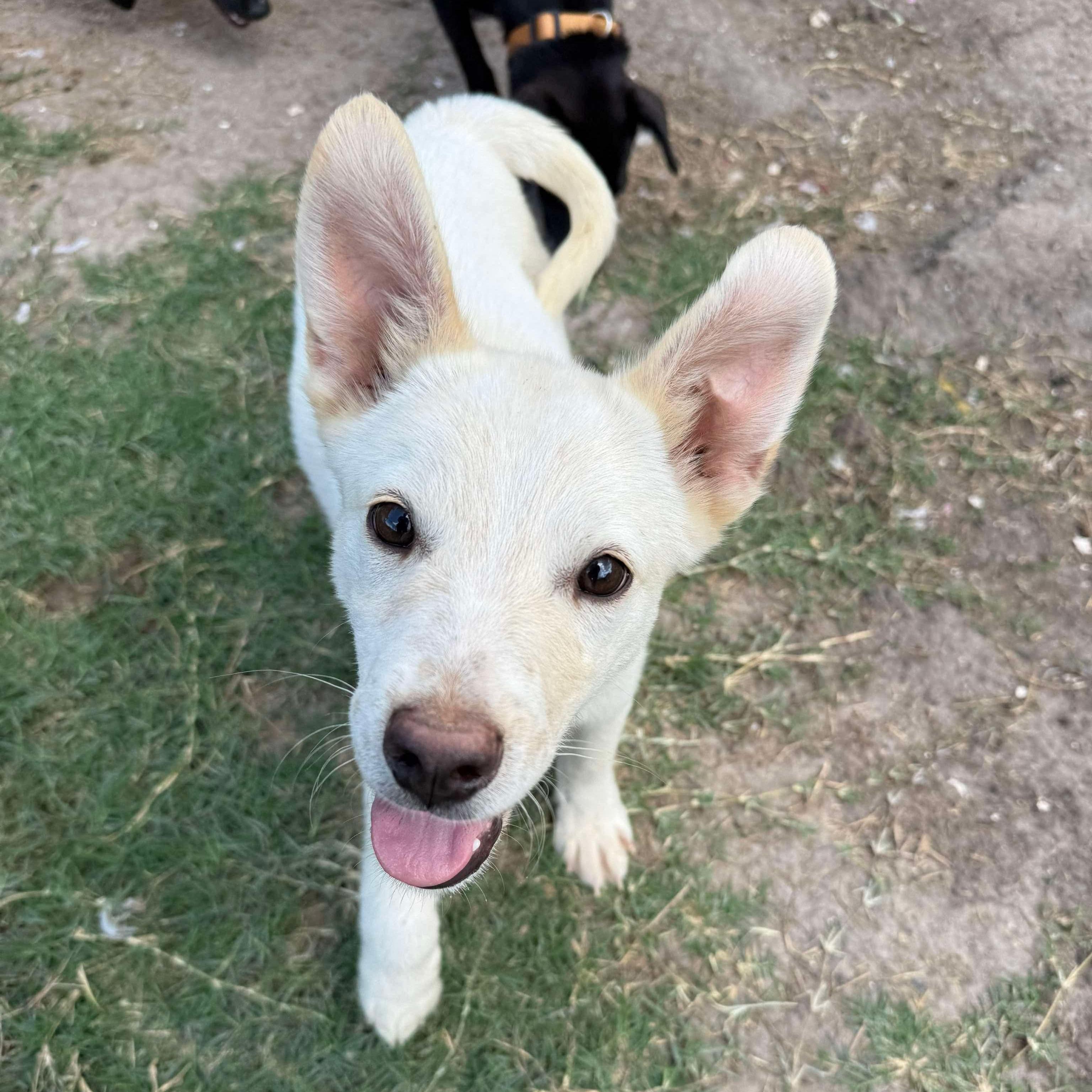 Dog for adoption - Phineas, an Australian Kelpie & Shepherd Mix in ...