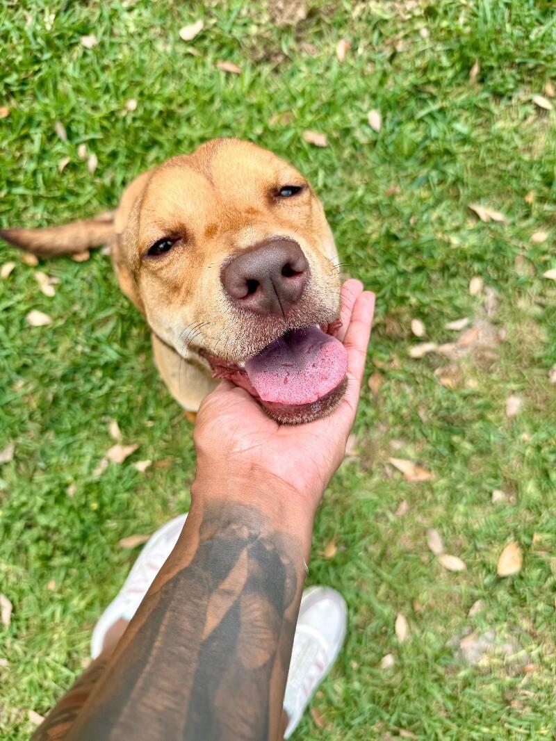 Dog for adoption - Rosie aka miss cuddles who loves kids!, a Pit Bull ...