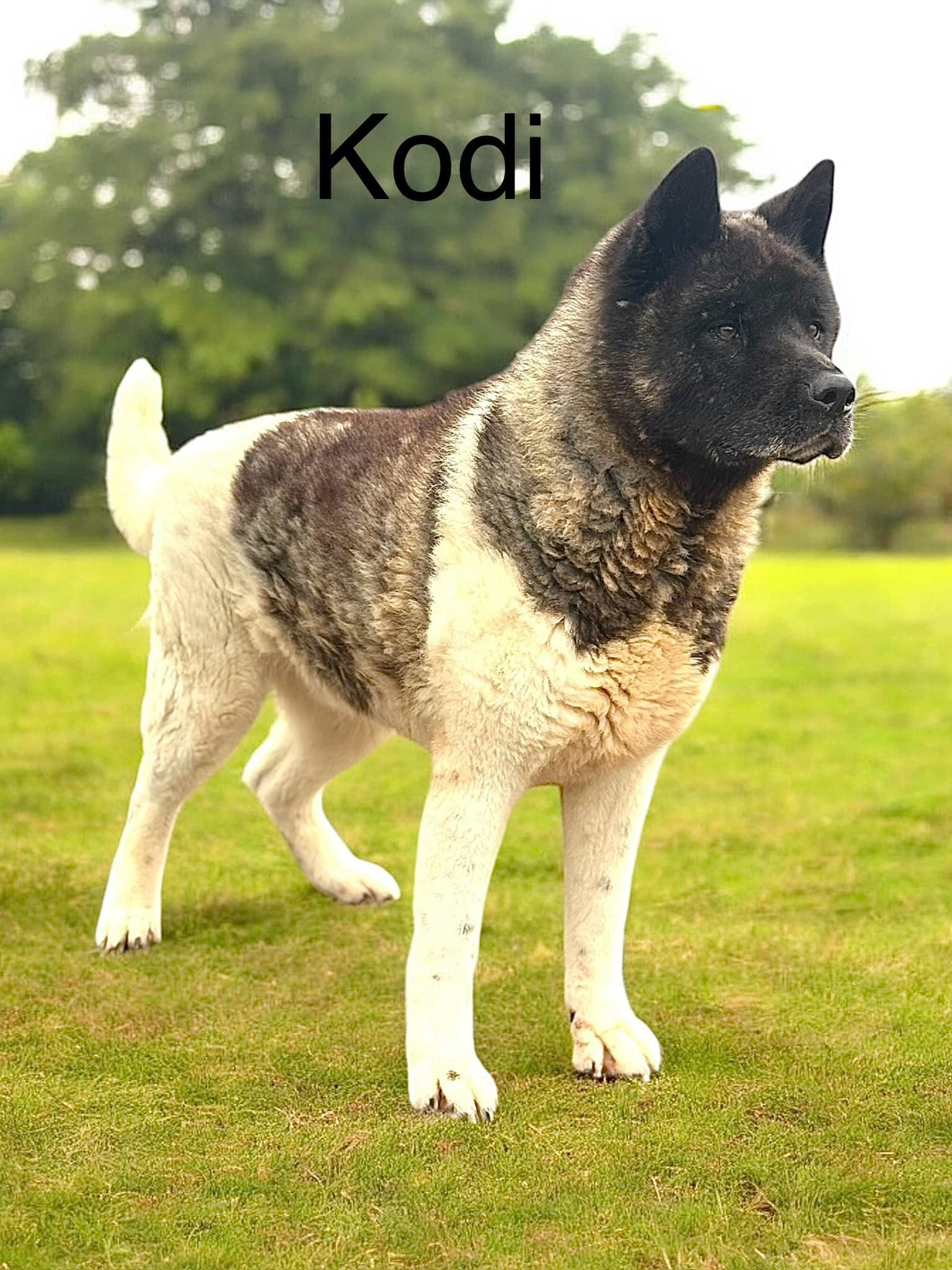Dog for adoption - Kodi, an Akita in Salt Lake City, UT | Petfinder