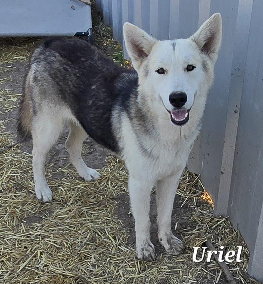 Dog for adoption - Uriel, a Husky & German Shepherd Dog Mix in Brewster ...