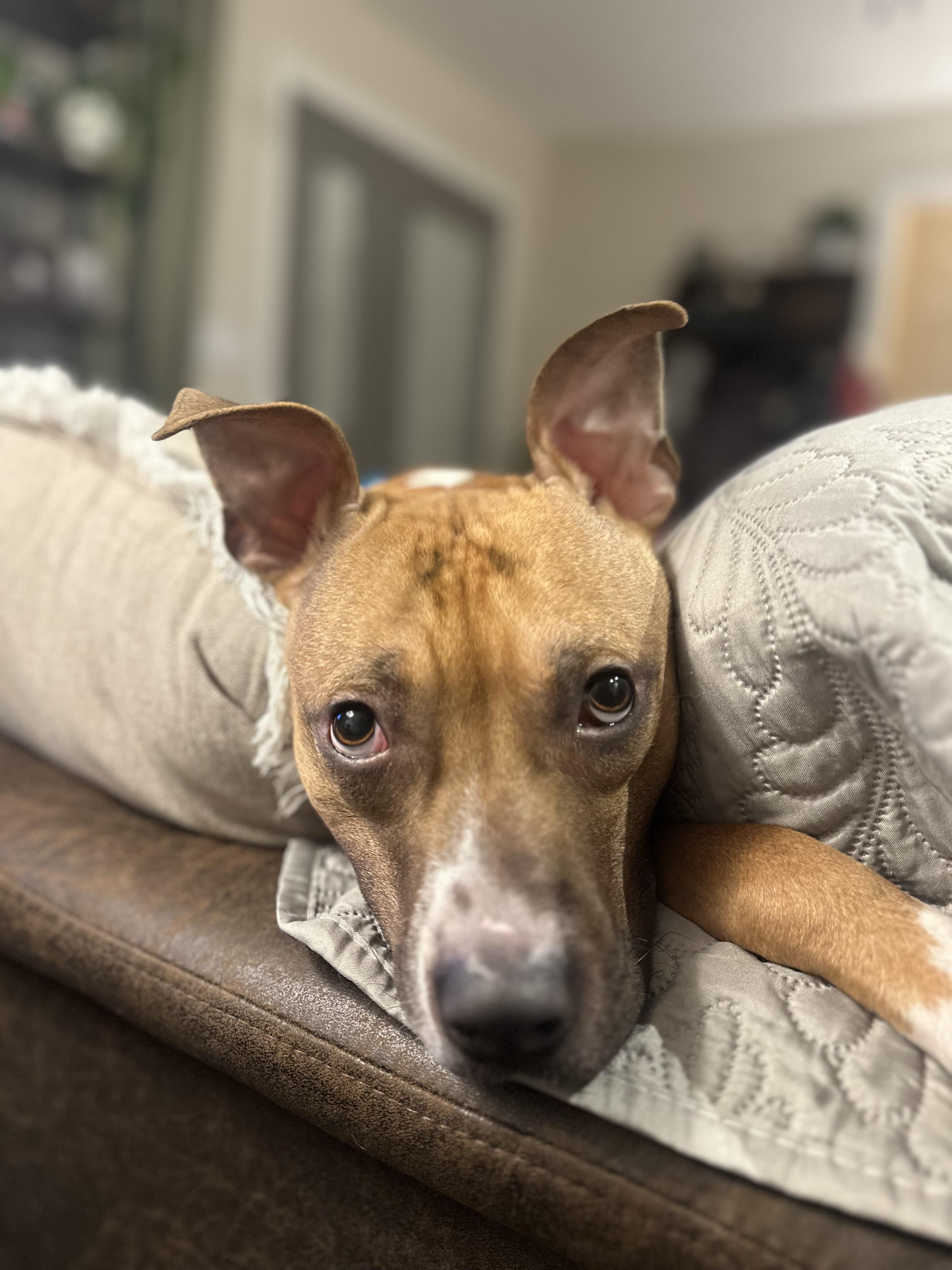 Dog for adoption - Pilot, a Pit Bull Terrier Mix in Wooster, OH | Petfinder