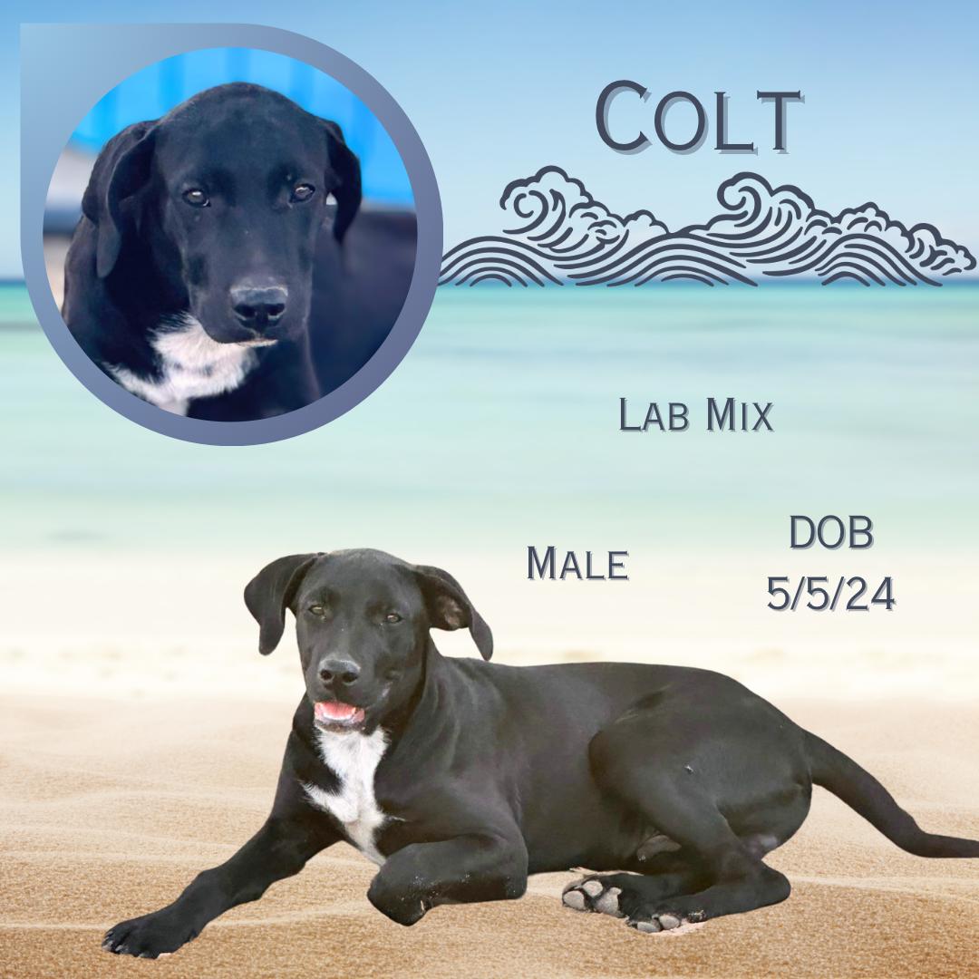 Dog for adoption - Colt, a Labrador Retriever & Mountain Cur Mix in ...
